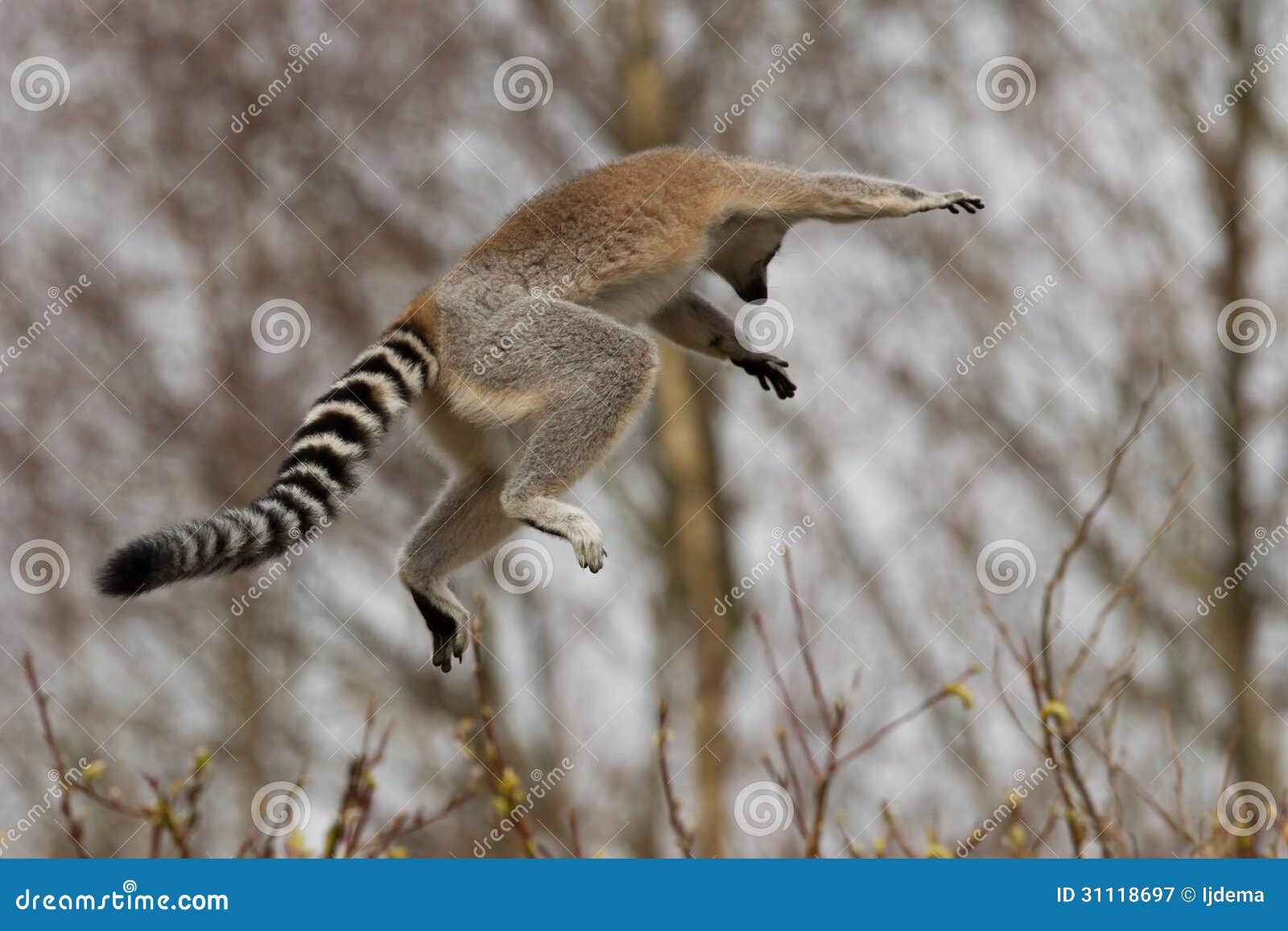 Ring-tailed Lemurs (Lemur Catta) Jumping Stock Image - Image of nature ...