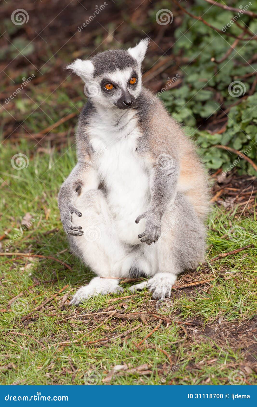Ring-tailed Lemurs (Lemur Catta) Jumping Stock Photo - Image of looking ...