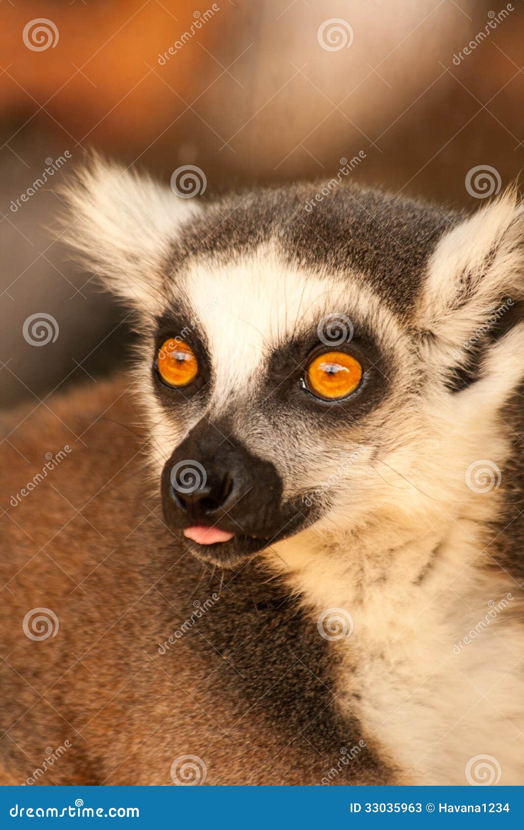 A Ring Tailed Lemurs Prosimians in the Sun Stock Image - Image of grey ...
