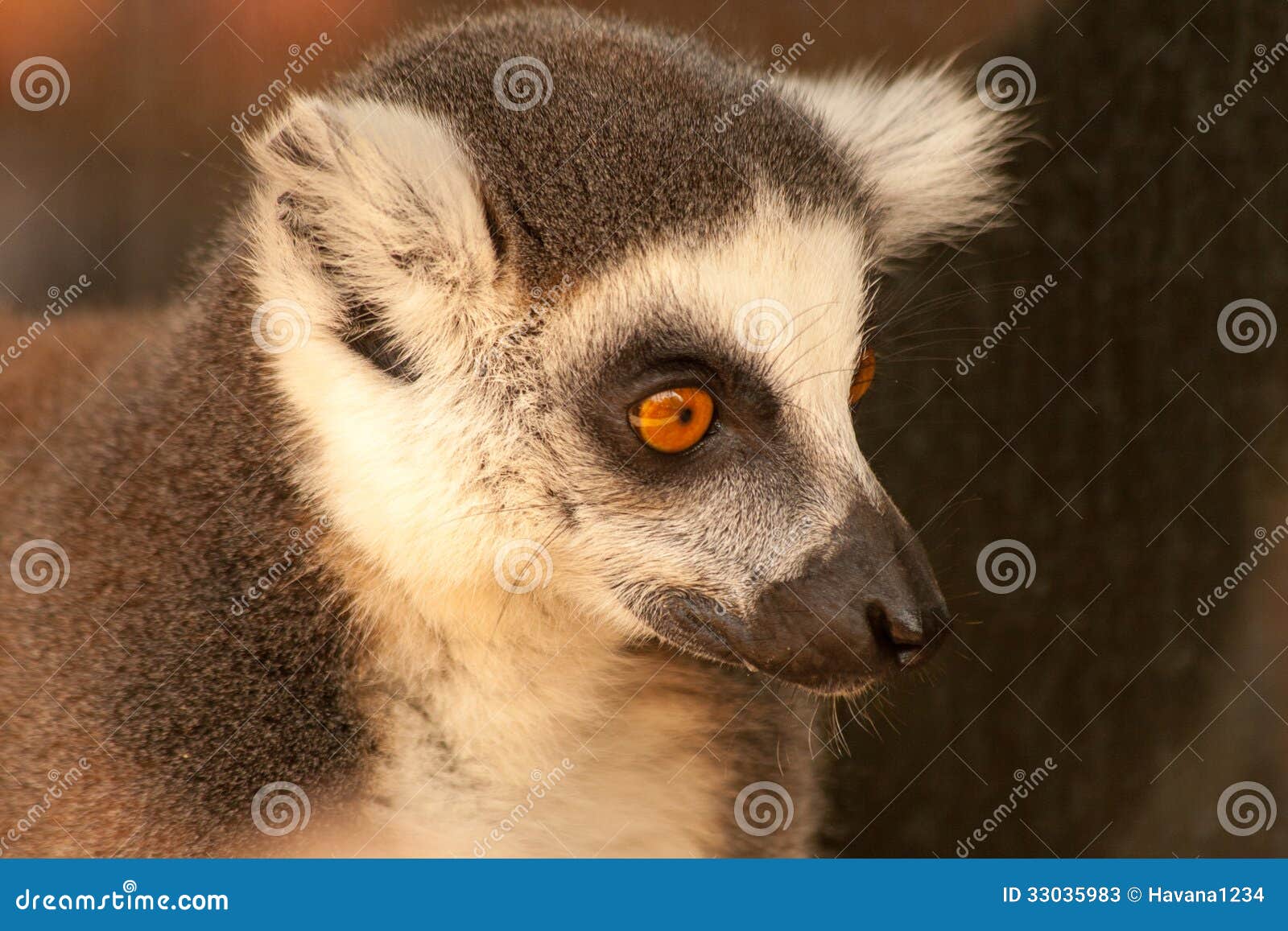 A Ring Tailed Lemurs Prosimians in the Sun Stock Image - Image of cute ...