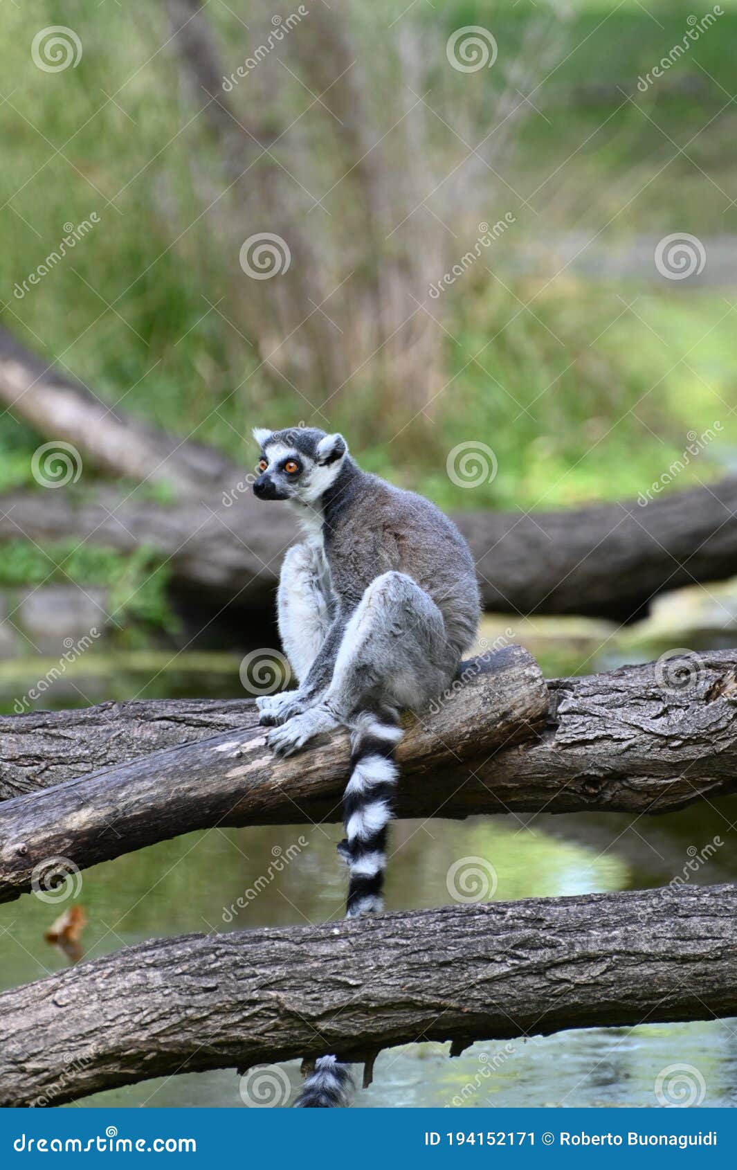 A Ring Tailed Lemurs Rests on Tree Branch Stock Image - Image of lemurs ...