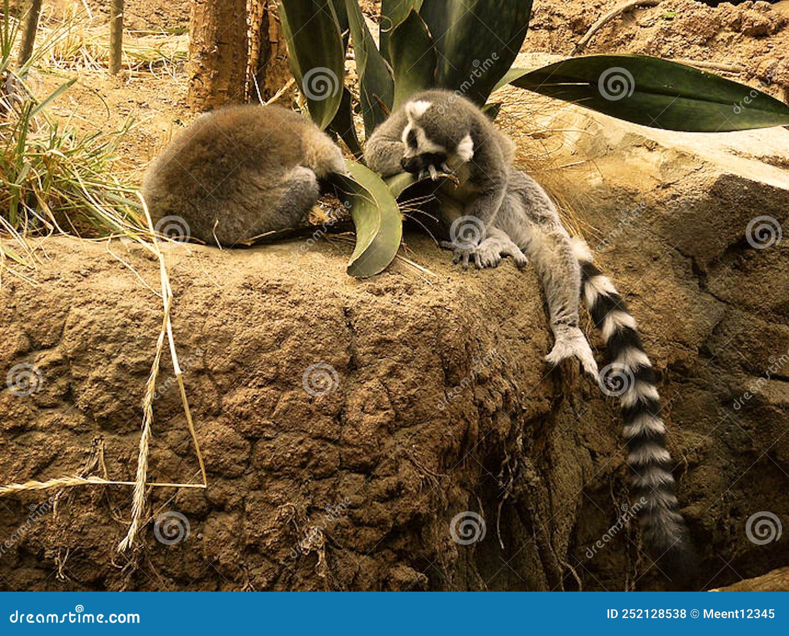 Ring-tailed Lemurs Sleeping Stock Photo - Image of arid, plant: 252128538