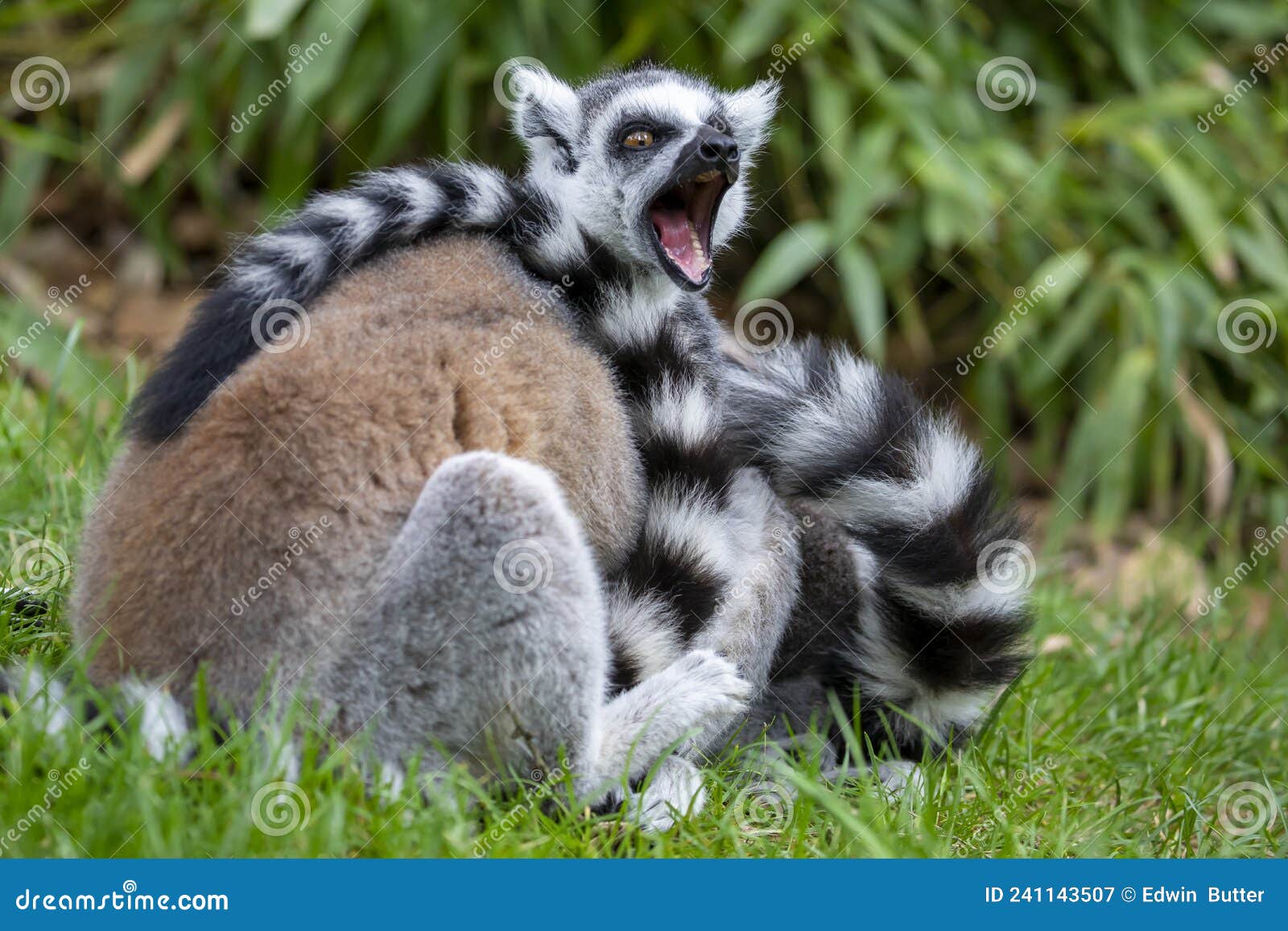Ring-tailed Monkey, Lemur Catta Stock Image - Image of animal, grass ...