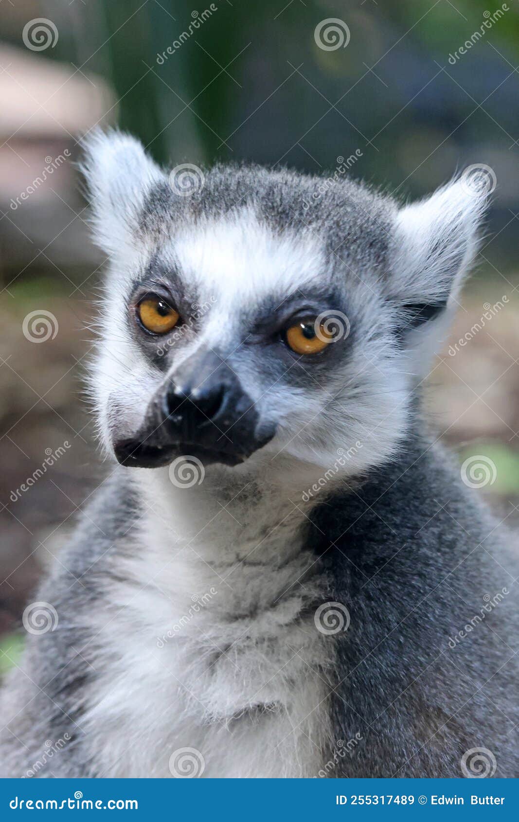 Ring-tailed Monkey, Lemur Catta, Portrait Stock Image - Image of forest ...