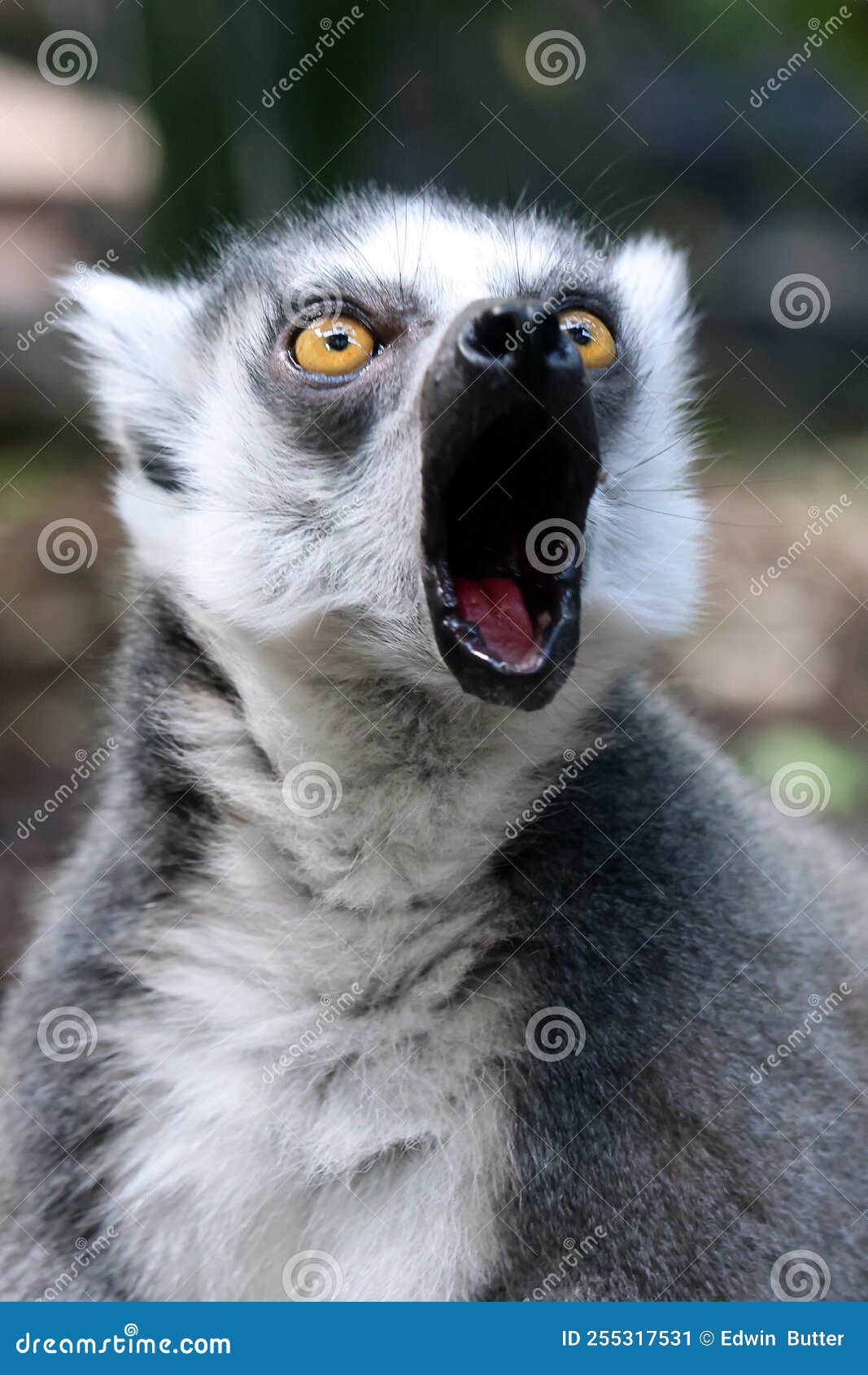 Ring-tailed Monkey, Lemur Catta, Portrait Stock Image - Image of grass ...