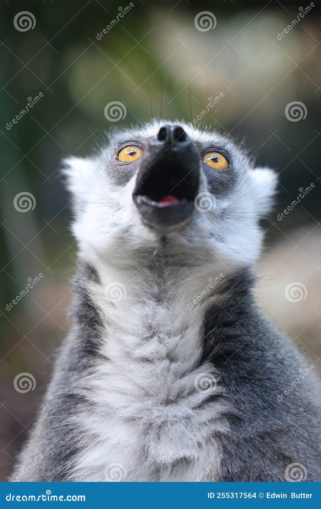 Ring-tailed Monkey, Lemur Catta, Portrait Stock Photo - Image of animal ...