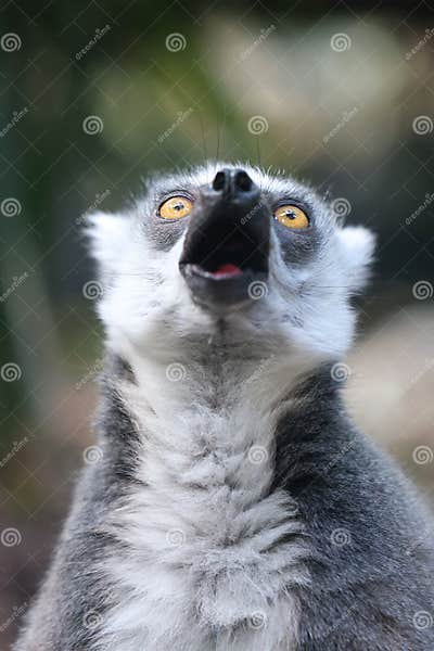 Ring-tailed Monkey, Lemur Catta, Portrait Stock Photo - Image of animal ...