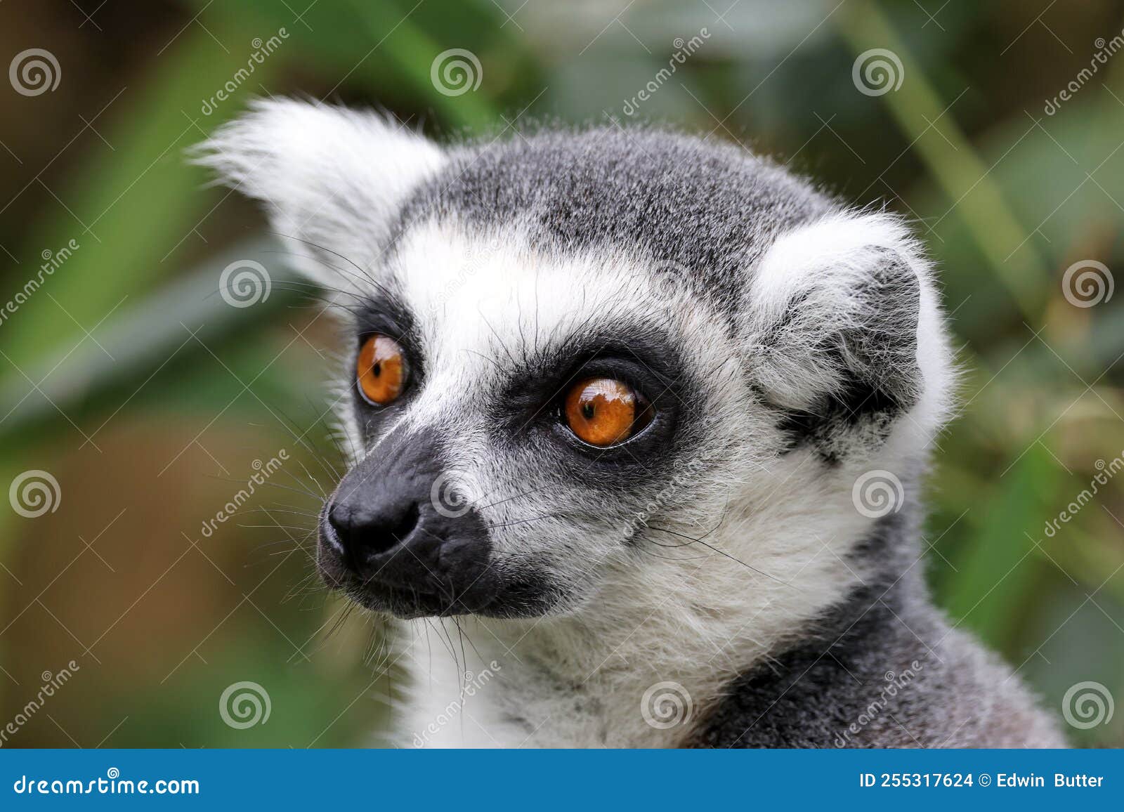 Ring-tailed Monkey, Lemur Catta, Portrait Stock Photo - Image of monkey ...
