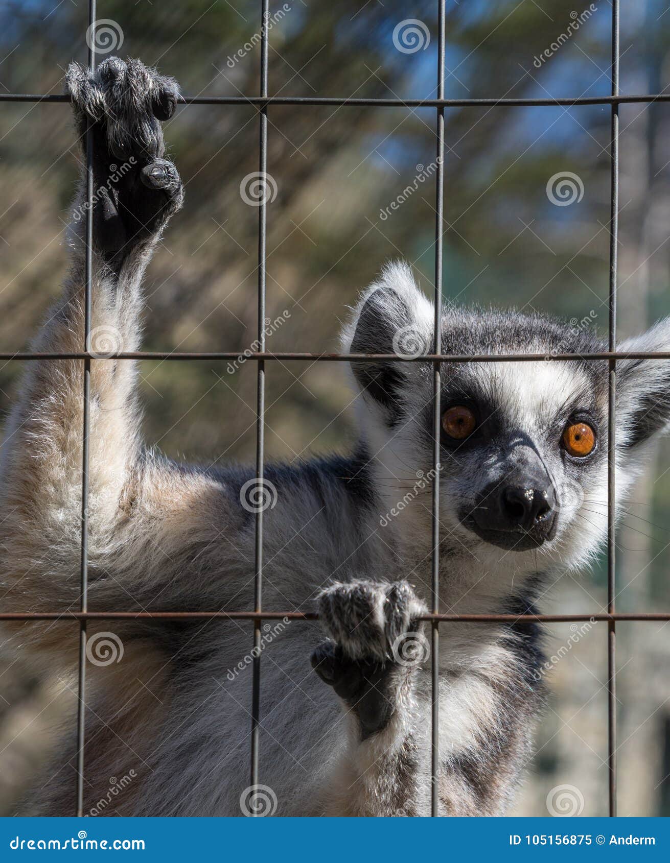 Ring-tailed Monkey or Lemur Catta Stock Image - Image of lemuridae ...