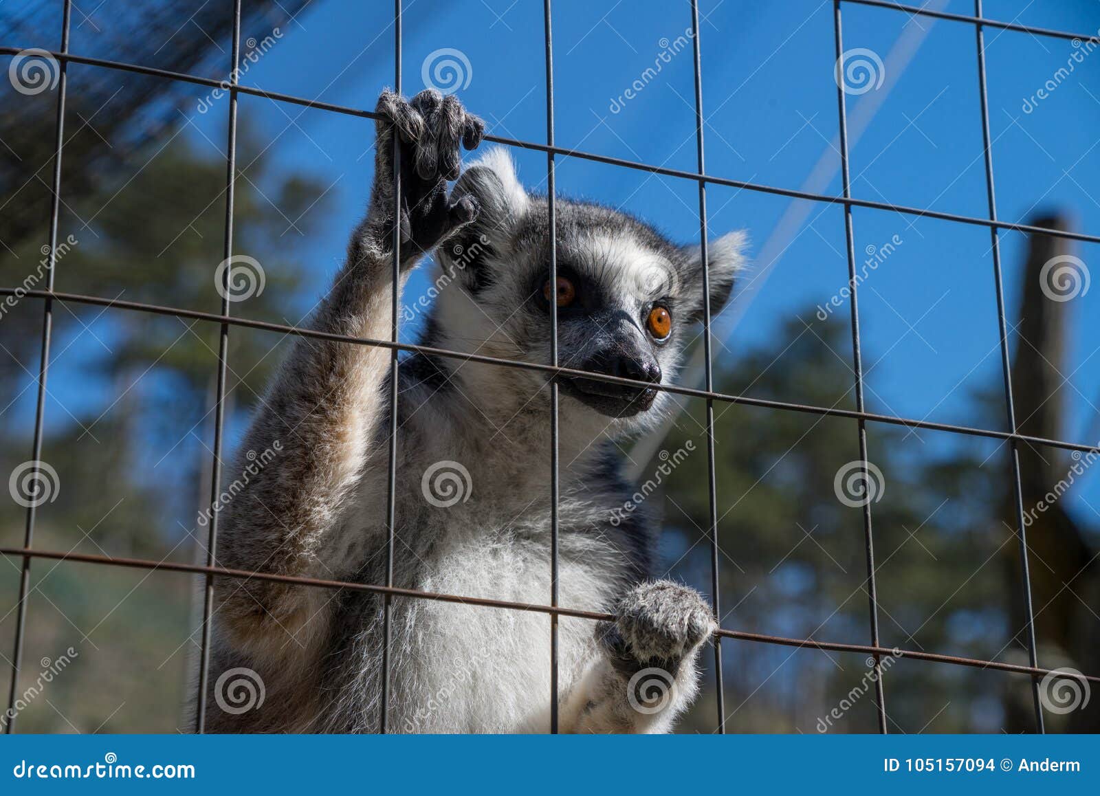 Ring-tailed Monkey or Lemur Catta Stock Photo - Image of alert ...