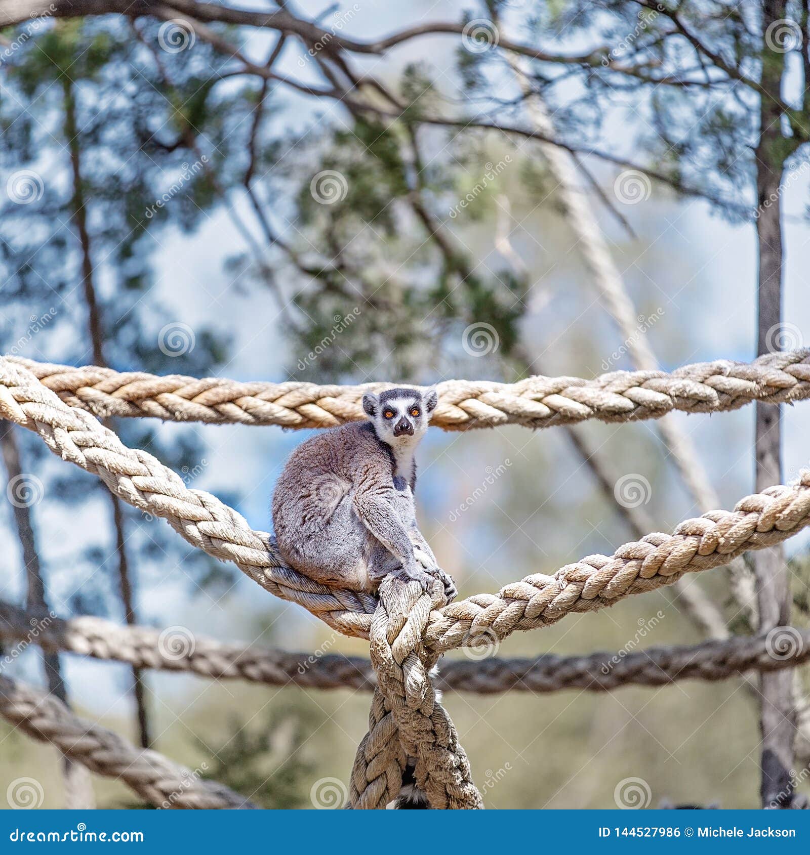 A Ring Tailed Monkey Playing Stock Photo - Image of life, forest: 144527986