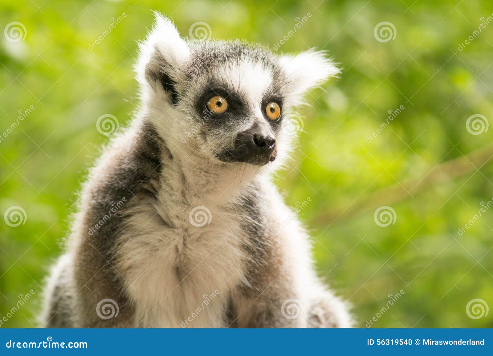 Ring-tailed Monkey Portrait Stock Photo - Image of maki, species: 56319540
