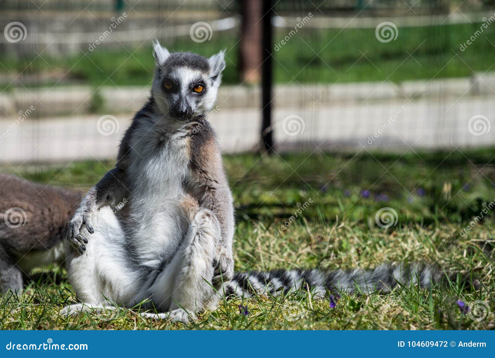 Ring-tailed monkey stock photo. Image of outdoors, animal - 104609472