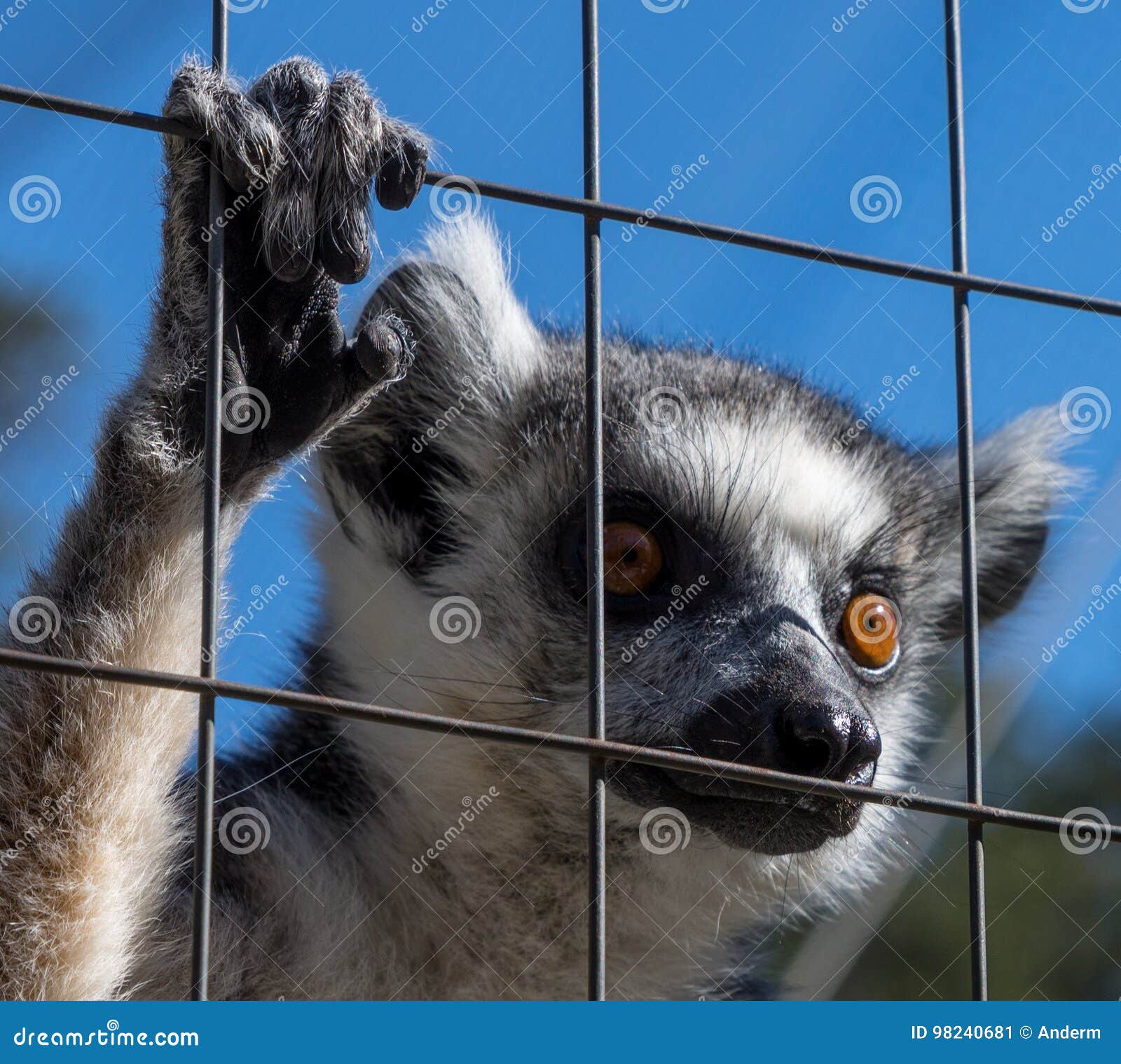 Ring-tailed monkey stock image. Image of life, beautiful - 98240681