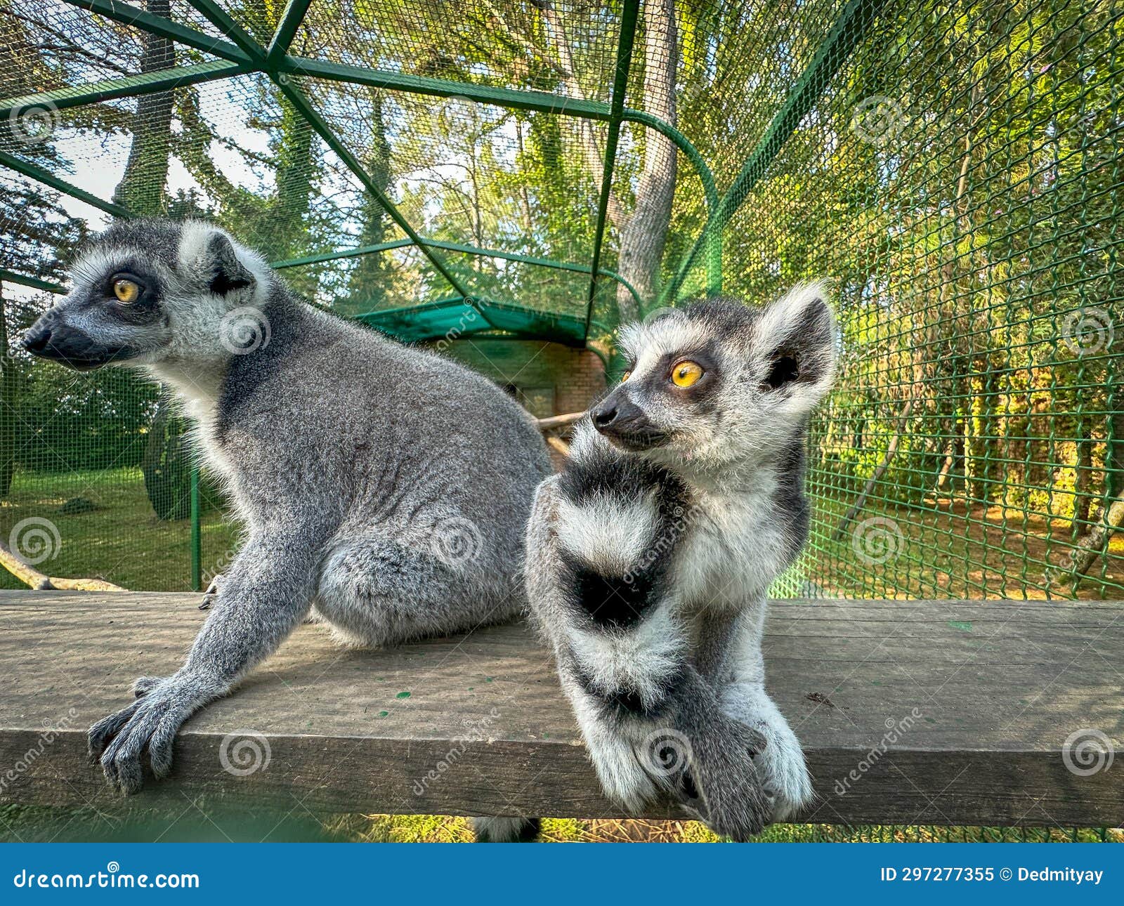 Ring-tailed Monkey, Two Lemur Catta in Zoo, Close Up Portrait Stock ...
