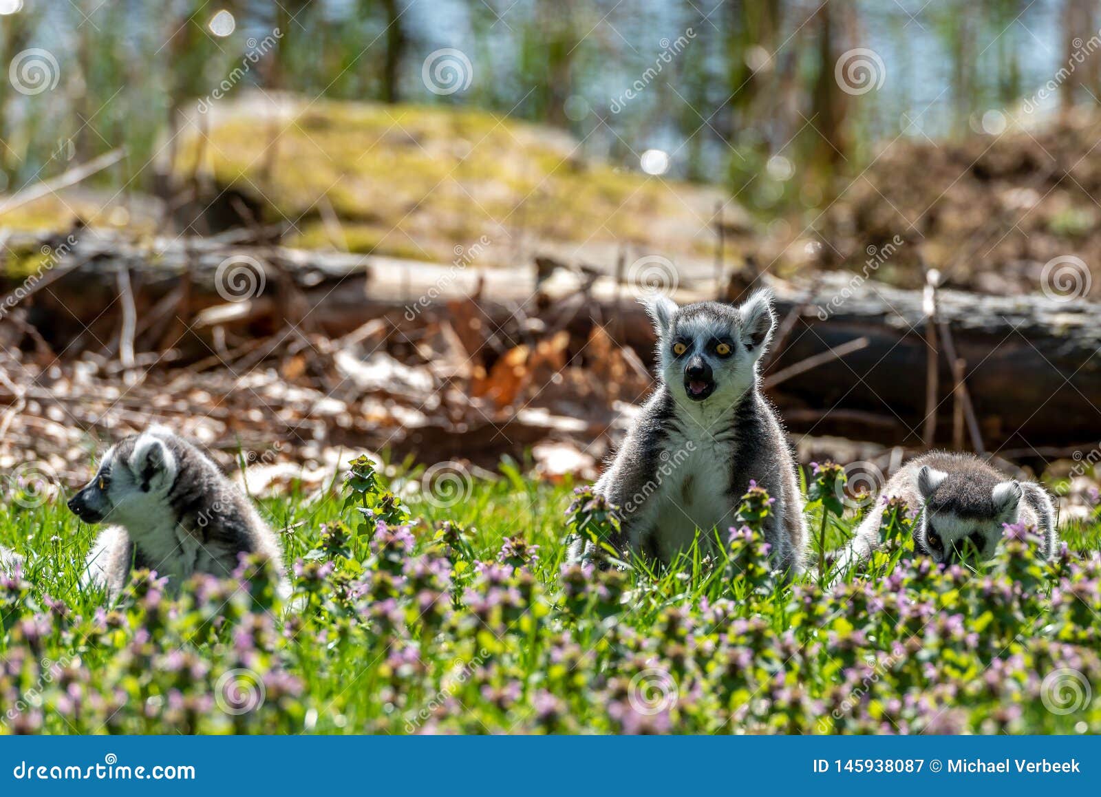 Ring Tails Make Sit Side by Side Stock Image - Image of forest, nature ...