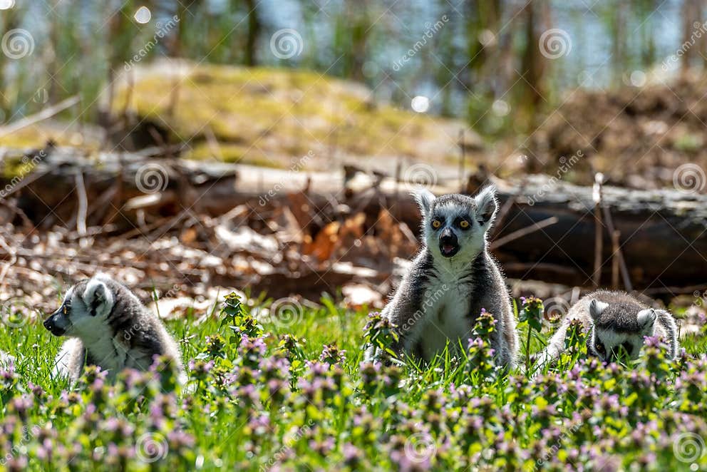 Ring Tails Make Sit Side by Side Stock Image - Image of forest, nature ...
