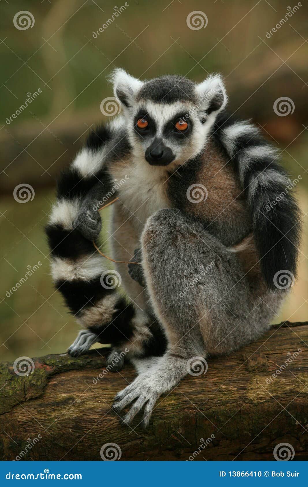 Lemur Monkey Stock Image | CartoonDealer.com #10390567