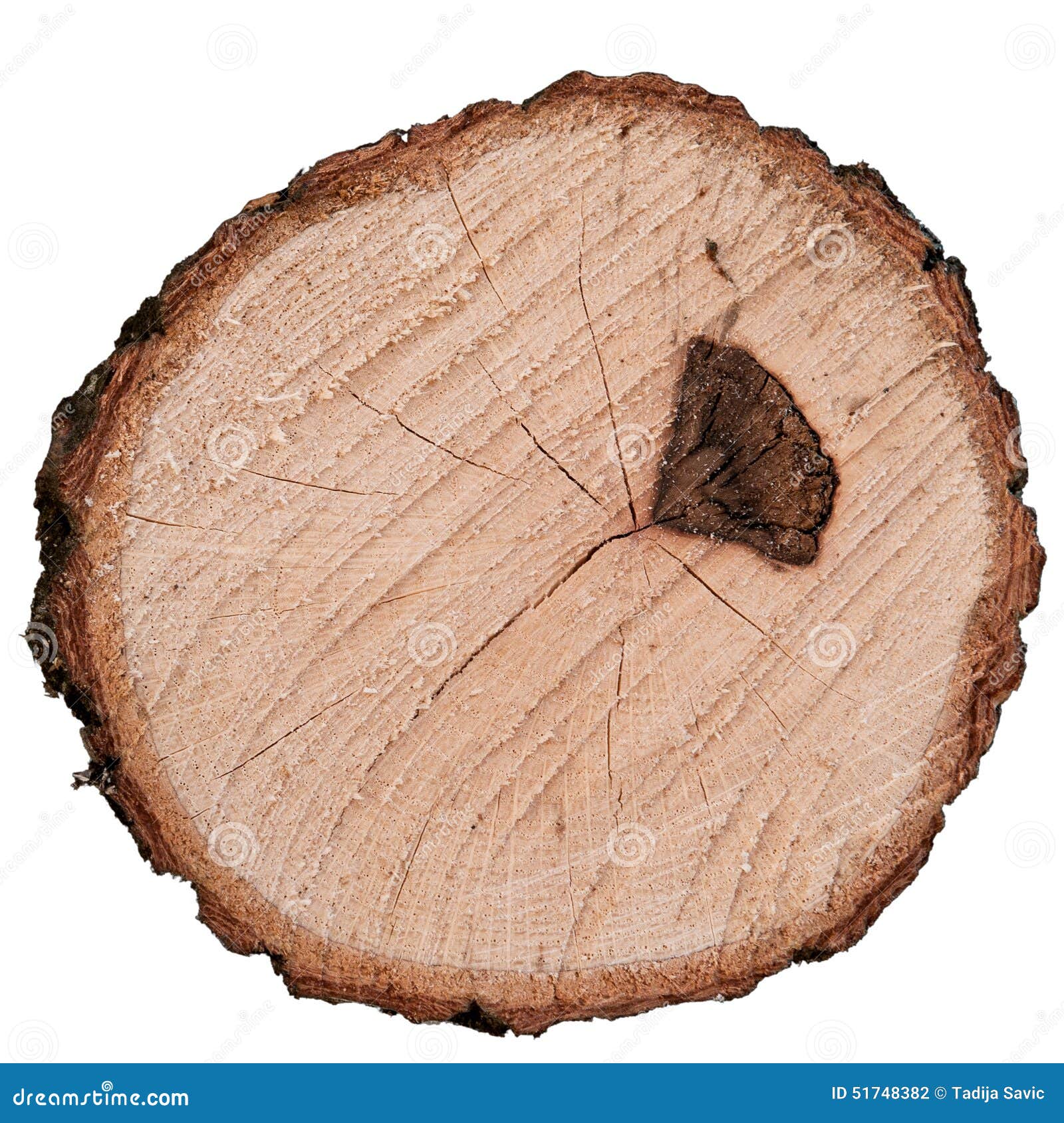 Ring Tree stock photo. Image of textured, square, backgrounds - 51748382