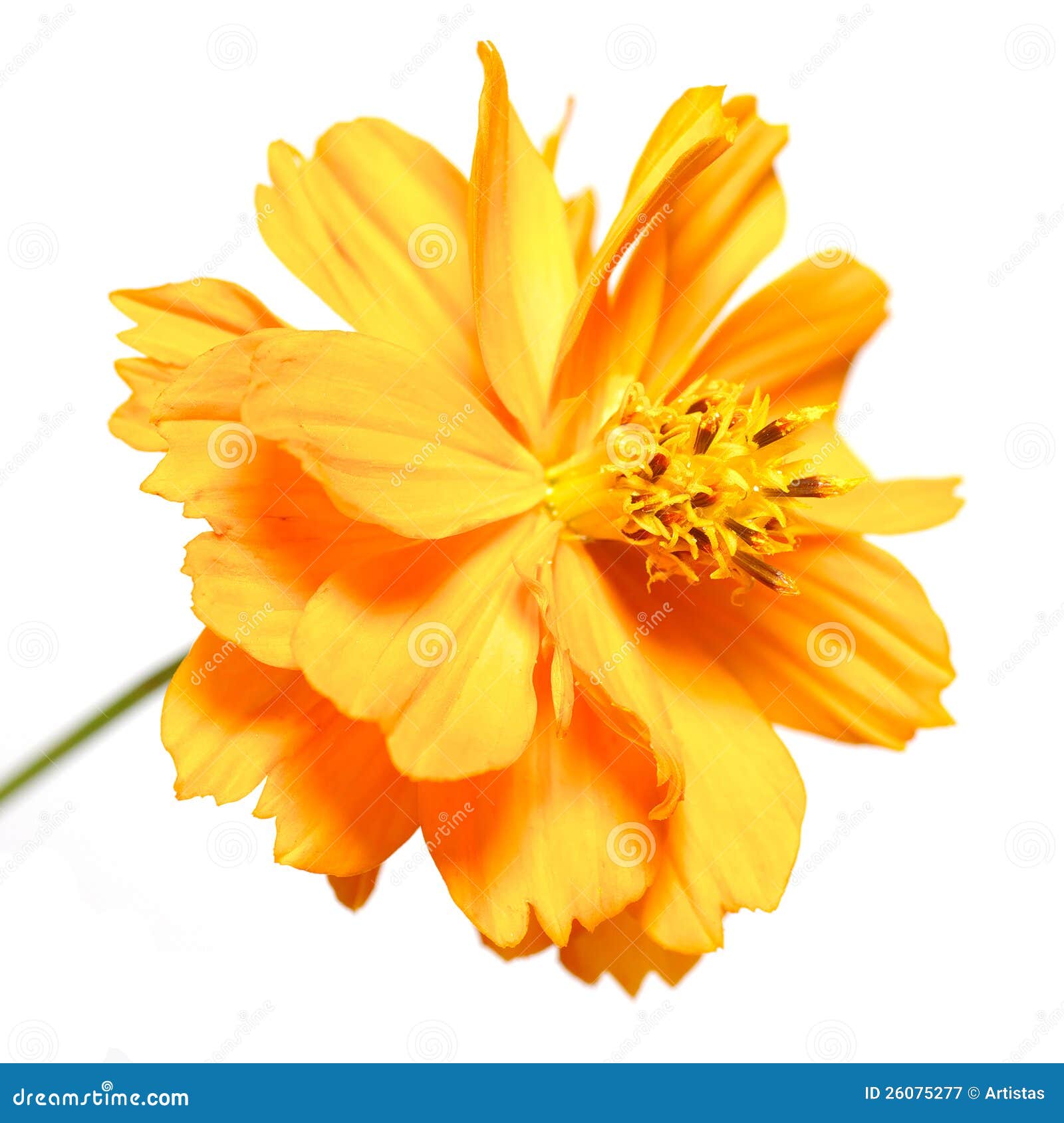 Ringblomma. Härlig Orange Blomma Fotografering för Bildbyråer - Bild av ...