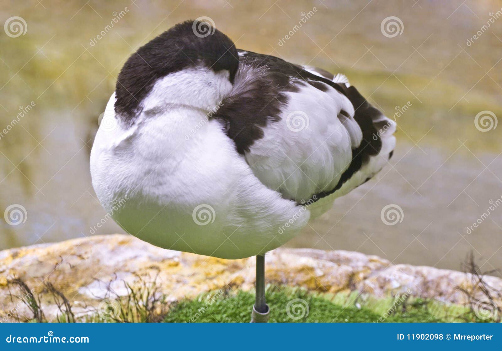 Ringed bird stock photo. Image of marking, nature, grey - 11902098