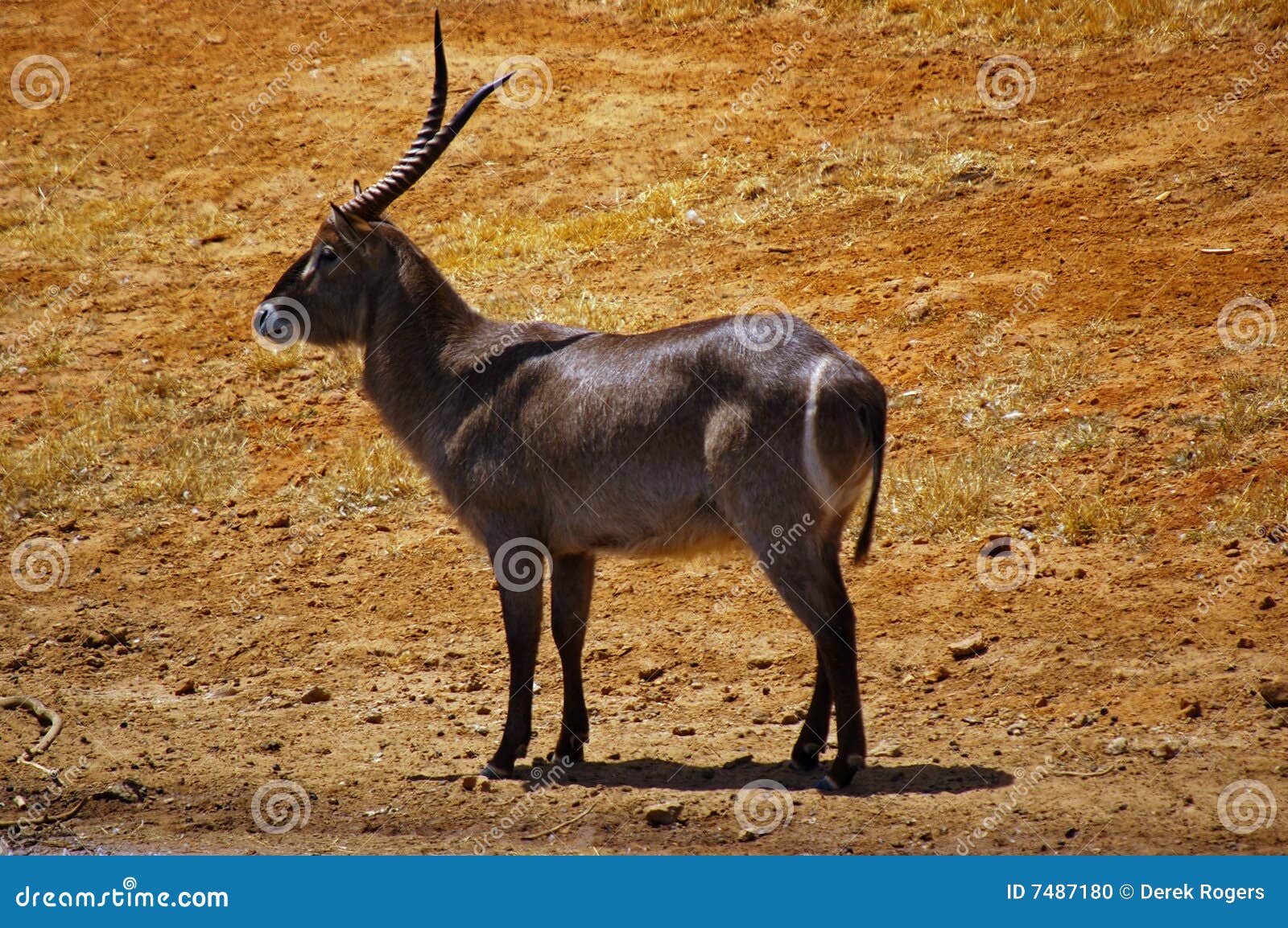 A Ringed (common) Waterbuck Stock Photo - Image of common, national ...