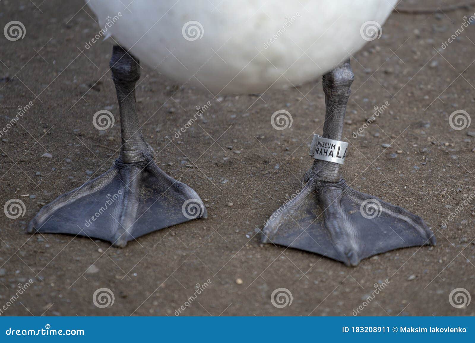 Ringed paw bird metal ring stock image. Image of birdwatching - 183208911