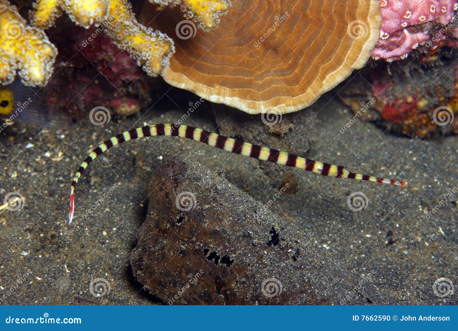 Ringed pipefish stock photo. Image of pacific, indo, north - 7662590