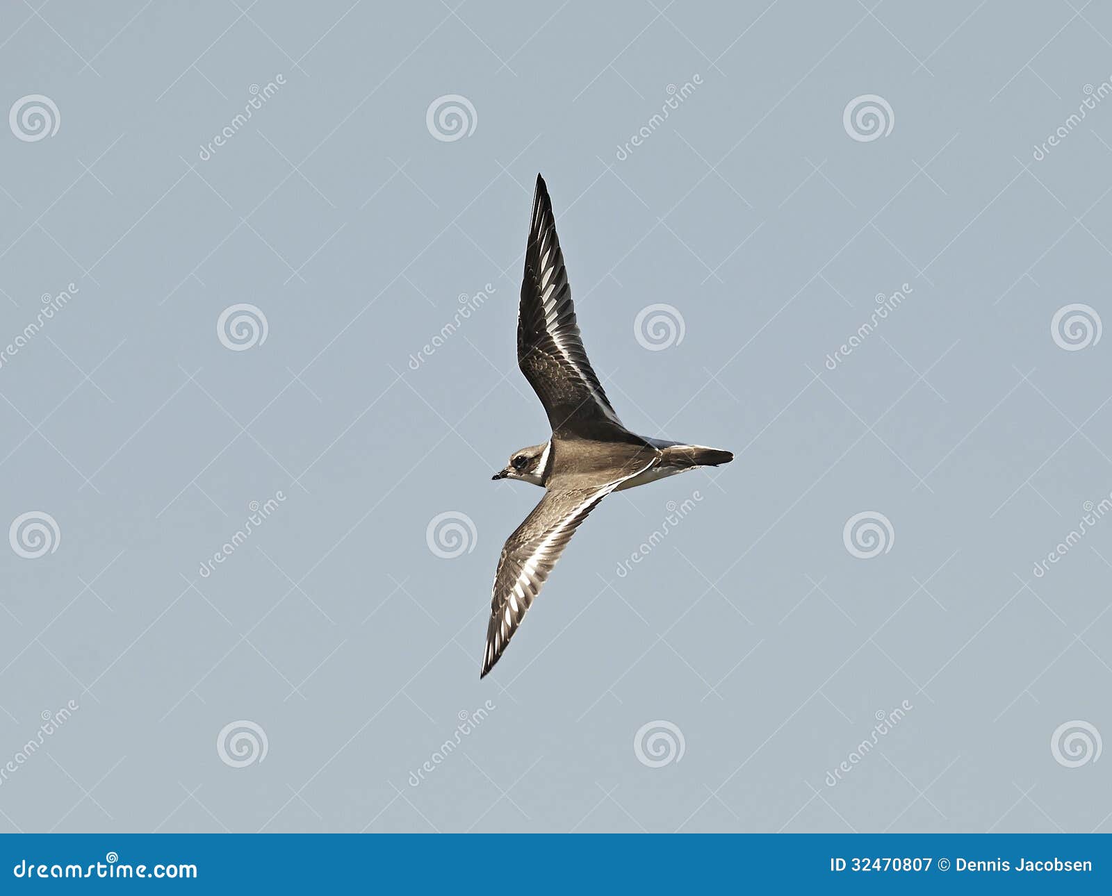 Ringed Plover (Charadrius Hiaticula) Stock Image - Image of animal ...