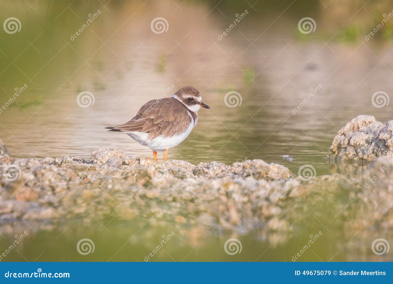 Ringed Plover stock image. Image of africa, migration - 49675079