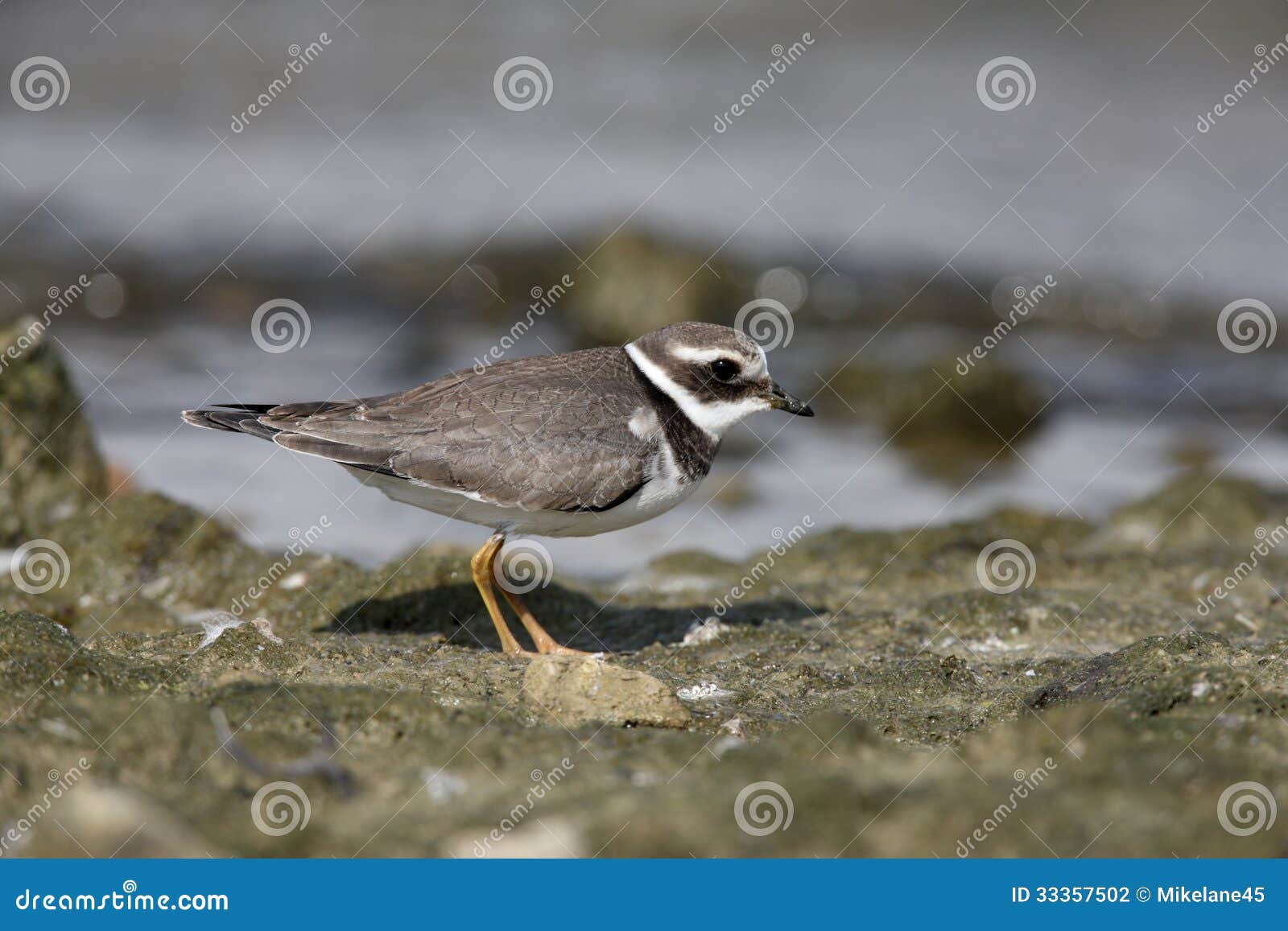 Ringed Plover, Charadrius Hiaticula Stock Photo - Image of plover ...