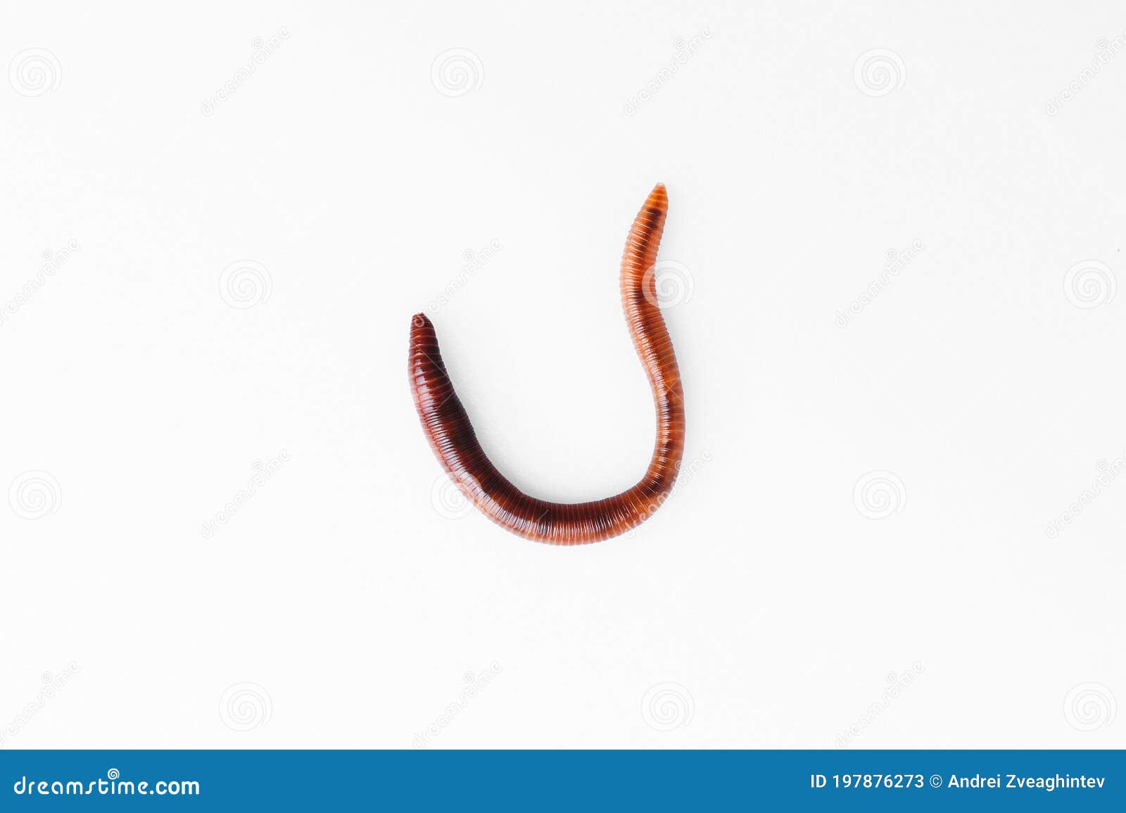Ringed rainworm on white stock image. Image of close - 197876273