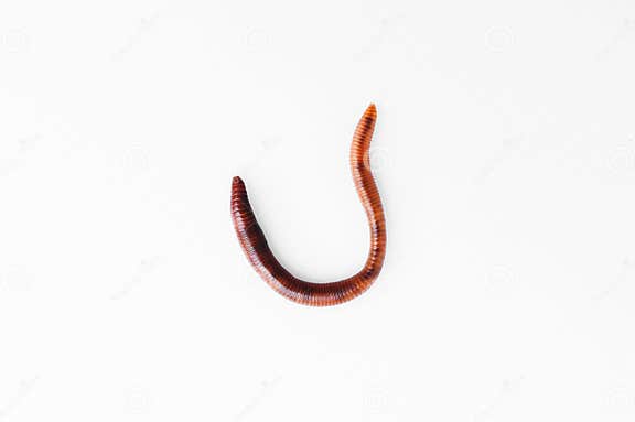 Ringed rainworm on white stock image. Image of close - 197876273