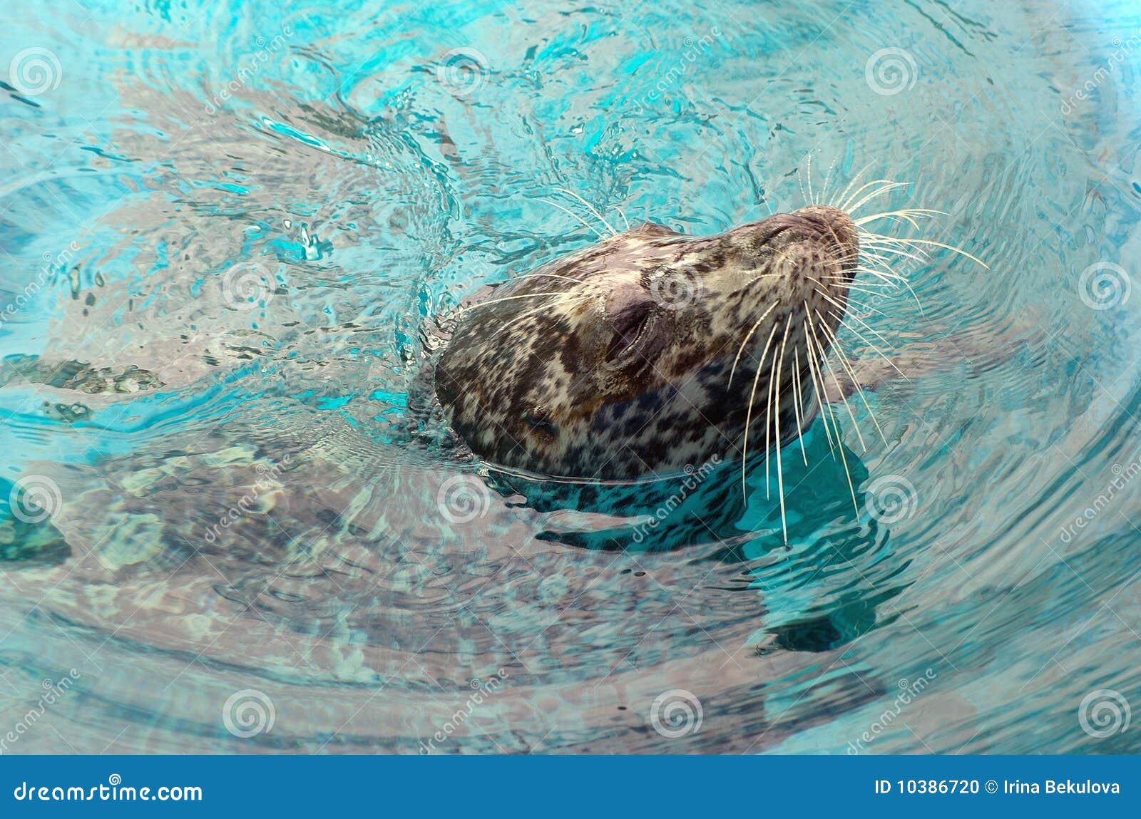 Ringed seal stock photo. Image of ringed, head, vertebral - 10386720