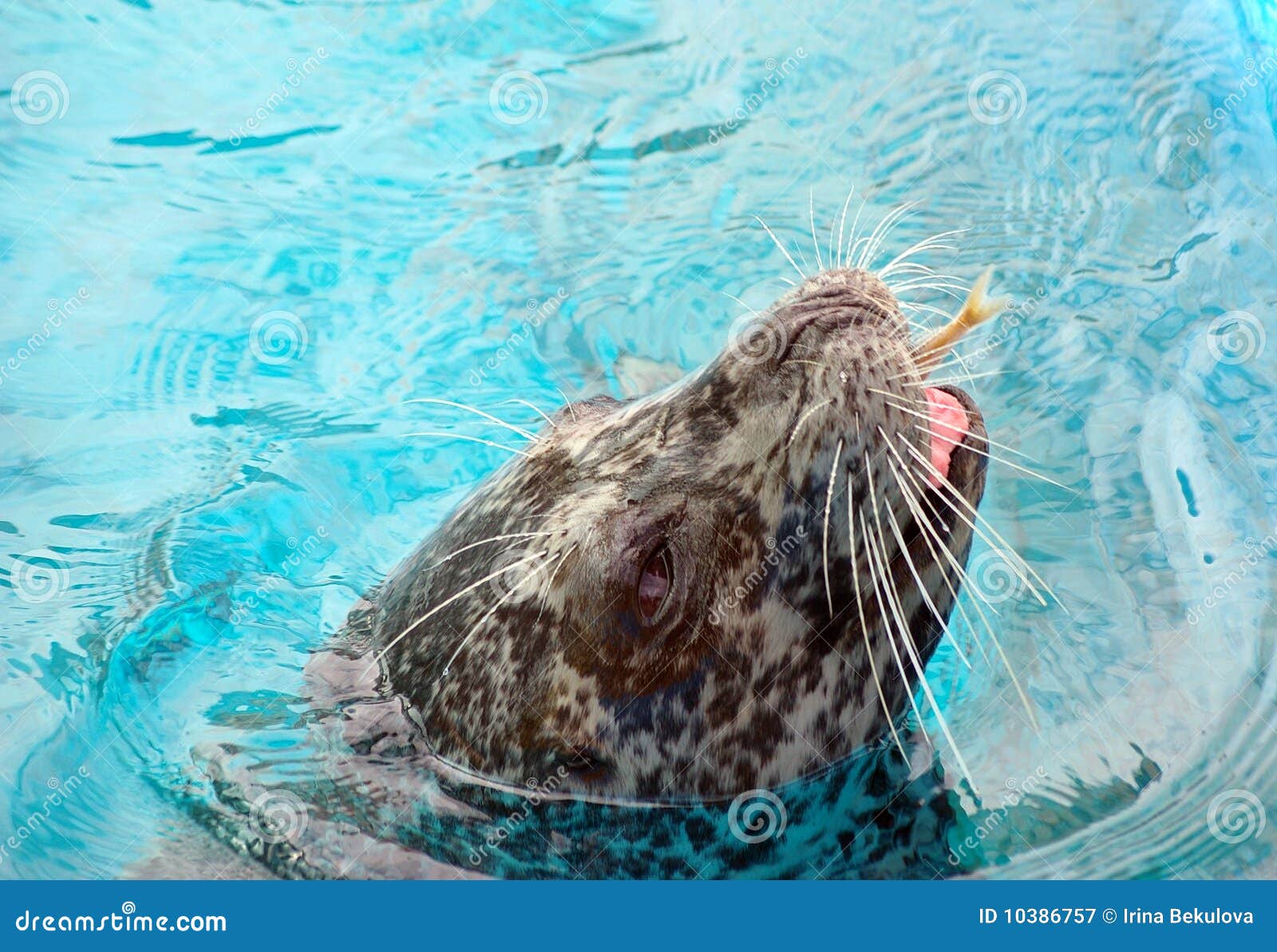 Ringed seal stock image. Image of mammals, spotted, fauna - 10386757
