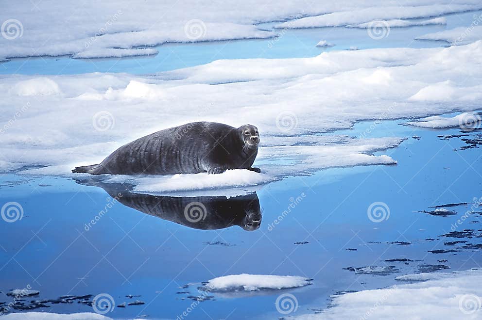 Ringed Seal stock image. Image of reflection, animal, arctic - 21895