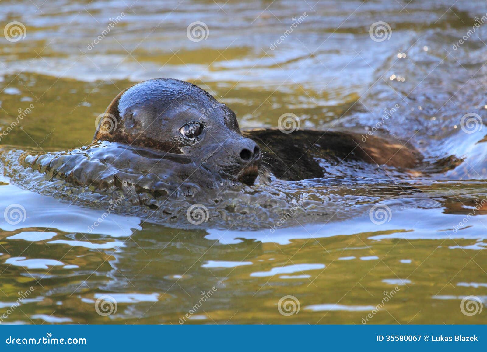 Ringed seal stock image. Image of animal, hispida, seal - 35580067