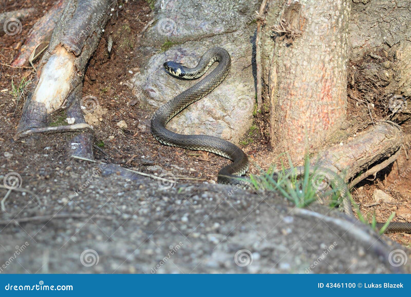 Ringed snake stock photo. Image of reptile, crawling - 43461100