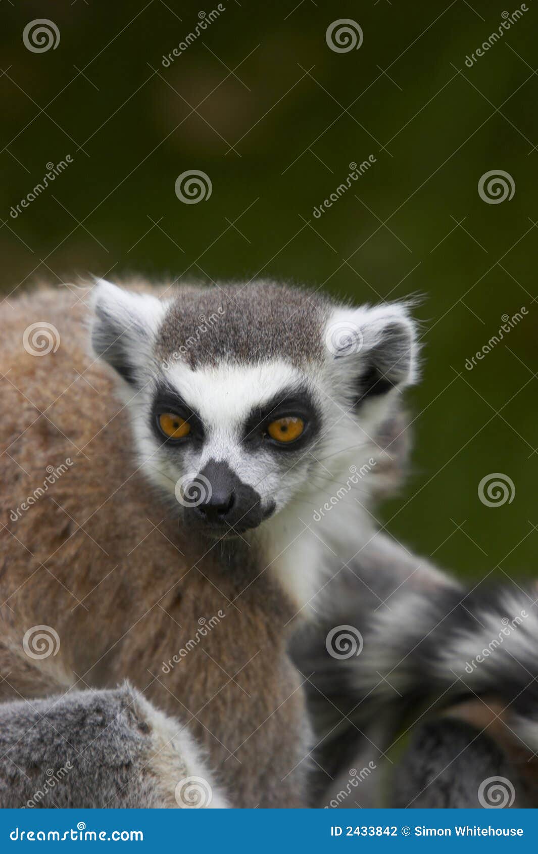 Ringed-tailed Lemur stock photo. Image of endangered, bushes - 2433842