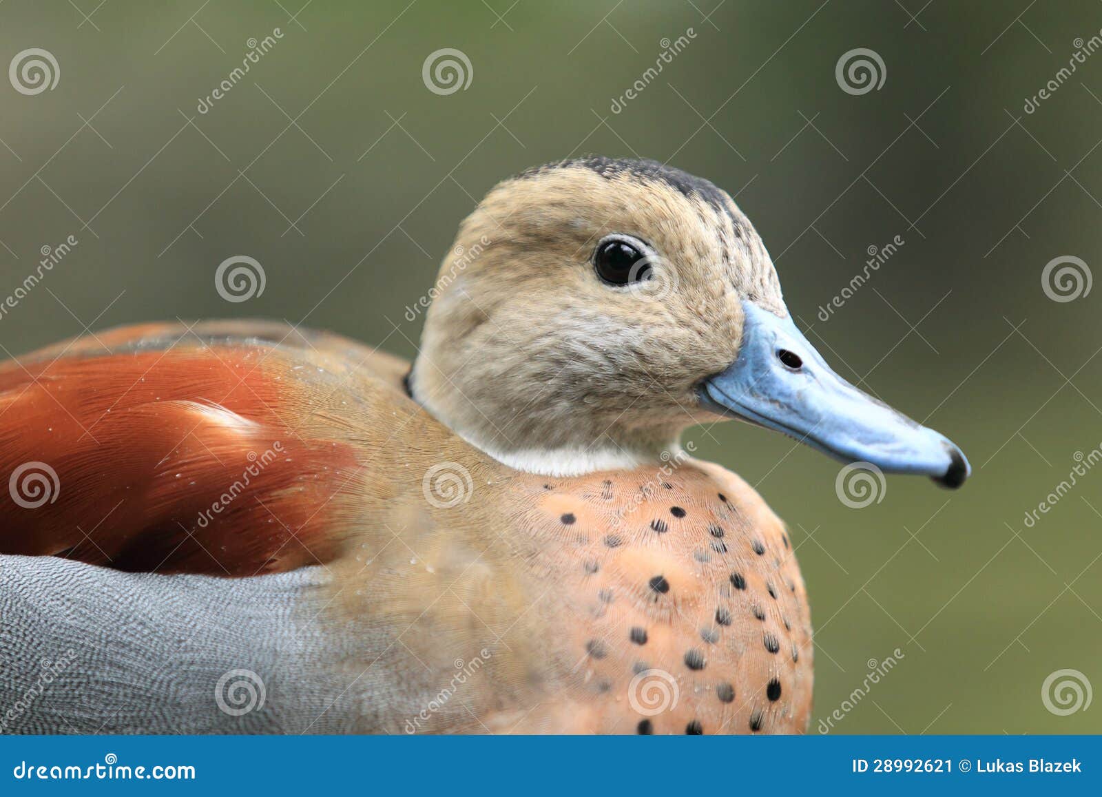 Ringed teal stock image. Image of nature, teal, spotted - 28992621