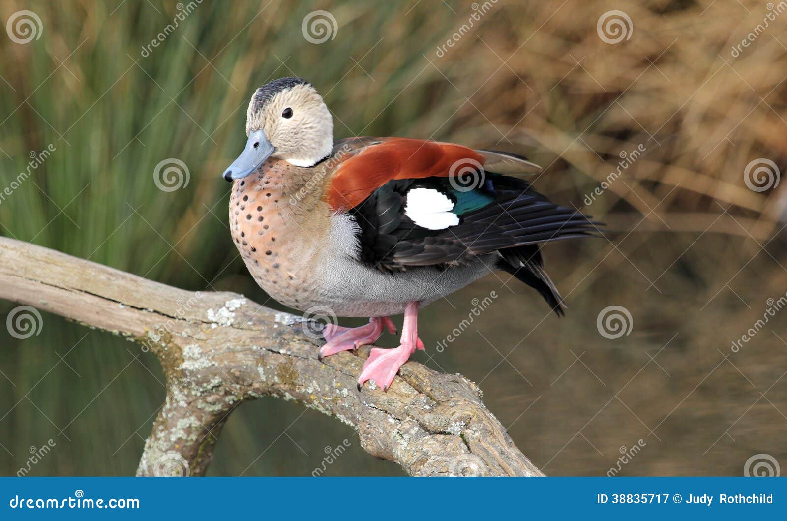 Ringed Teal stock image. Image of green, pond, perched - 38835717