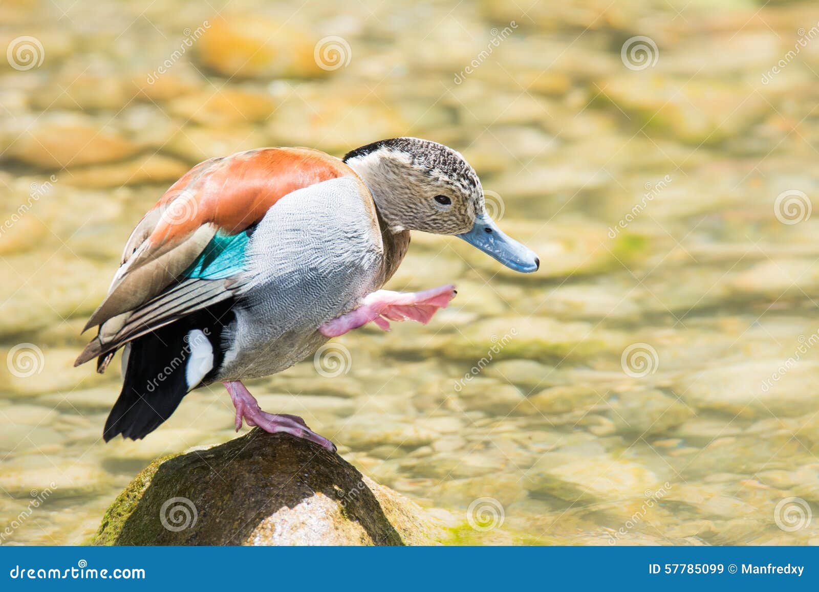Ringed Teal Duck stock image. Image of leucophrys, feathers - 57785099