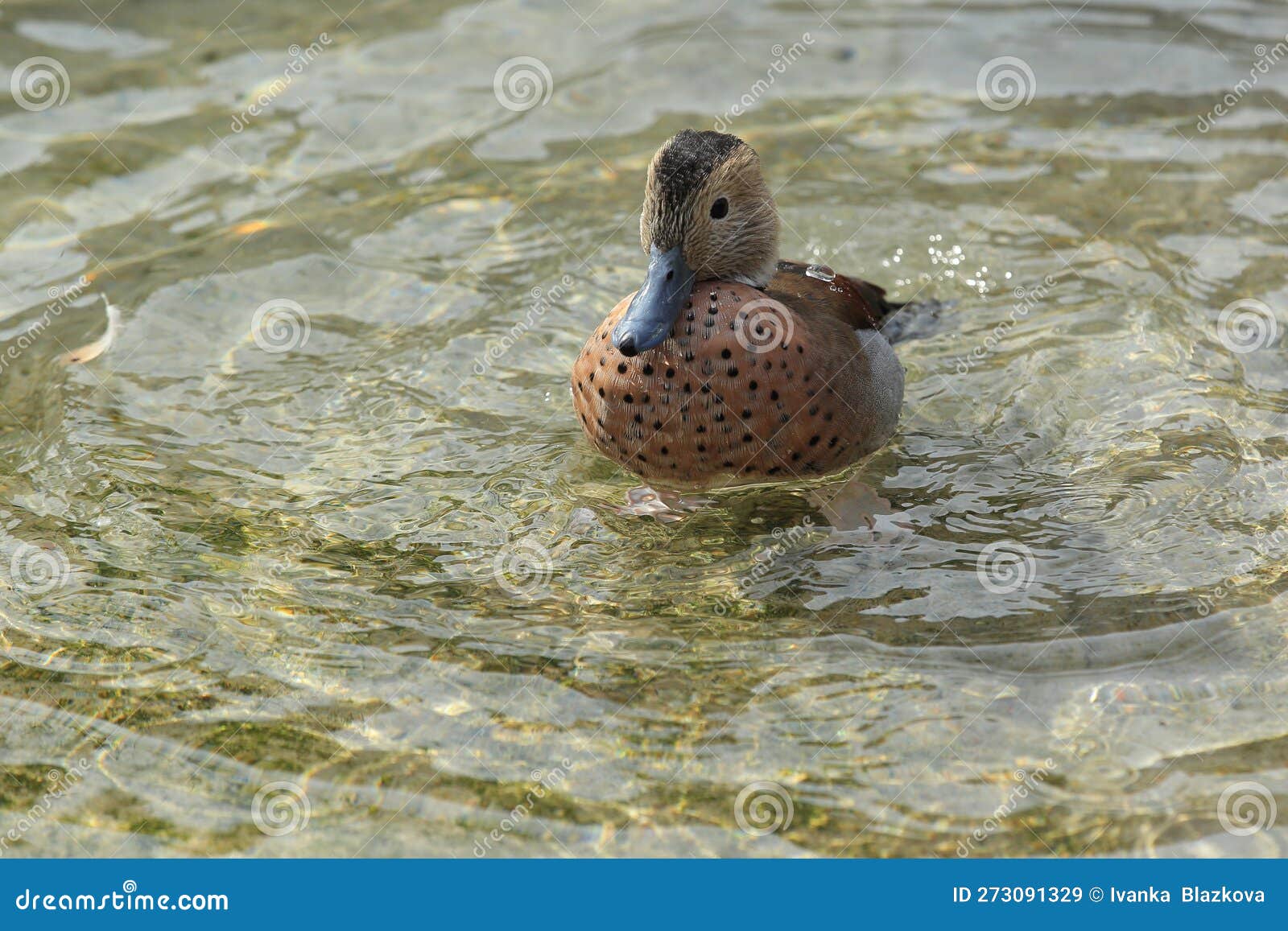 Ringed teal stock image. Image of american, leucophrys - 273091329