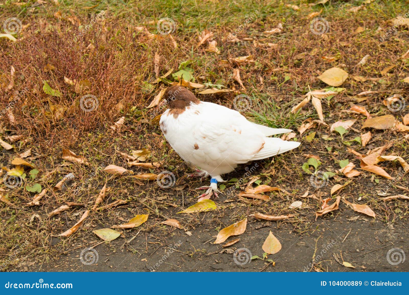 Ringed White Dove Sitting on the Grass in Autumn Park Stock Image ... Ringed White Dove Sitting on the Grass in Autumn Park Stock Image ...