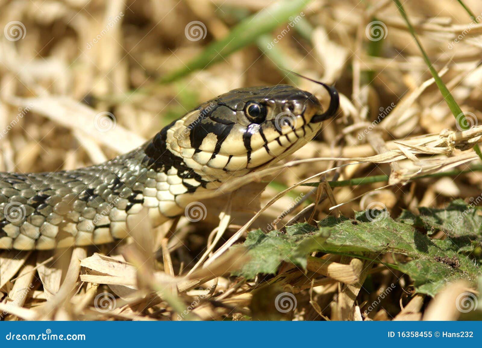 Ringelnatter (Natrix Natrix) Stock Image - Image of snake, licking ...