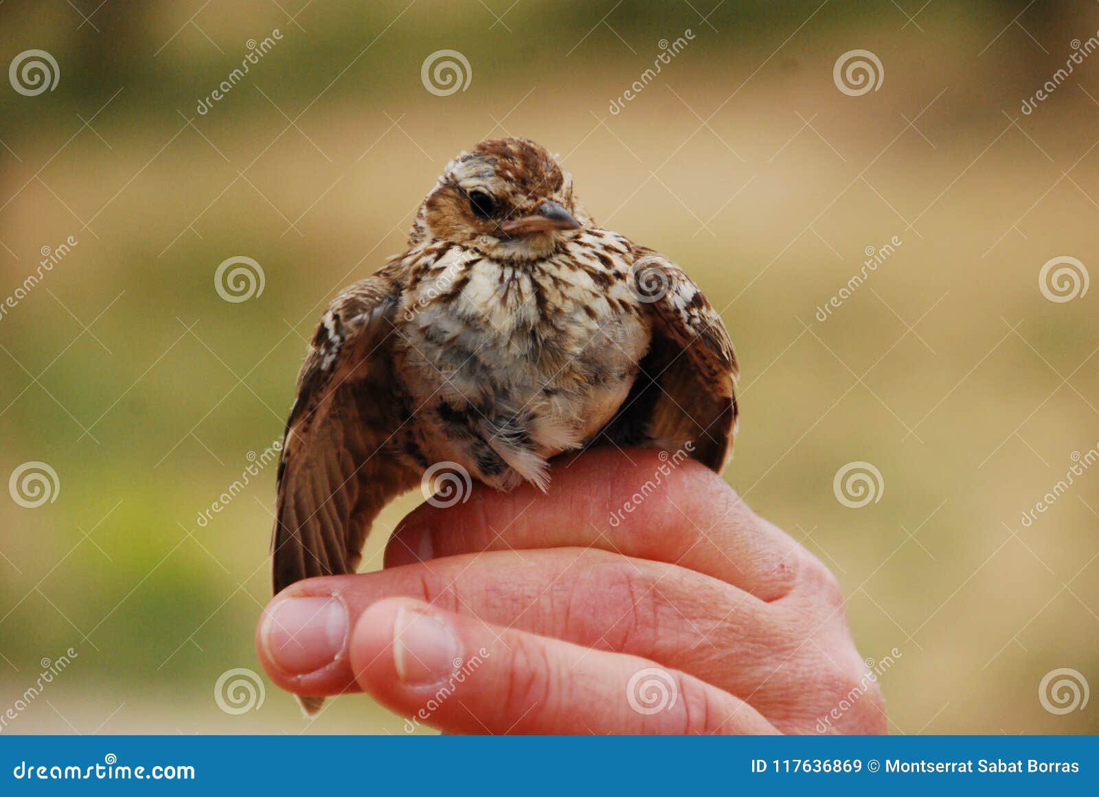 Ringing of Wild Birds for Ornithological Control Stock Image - Image of ...