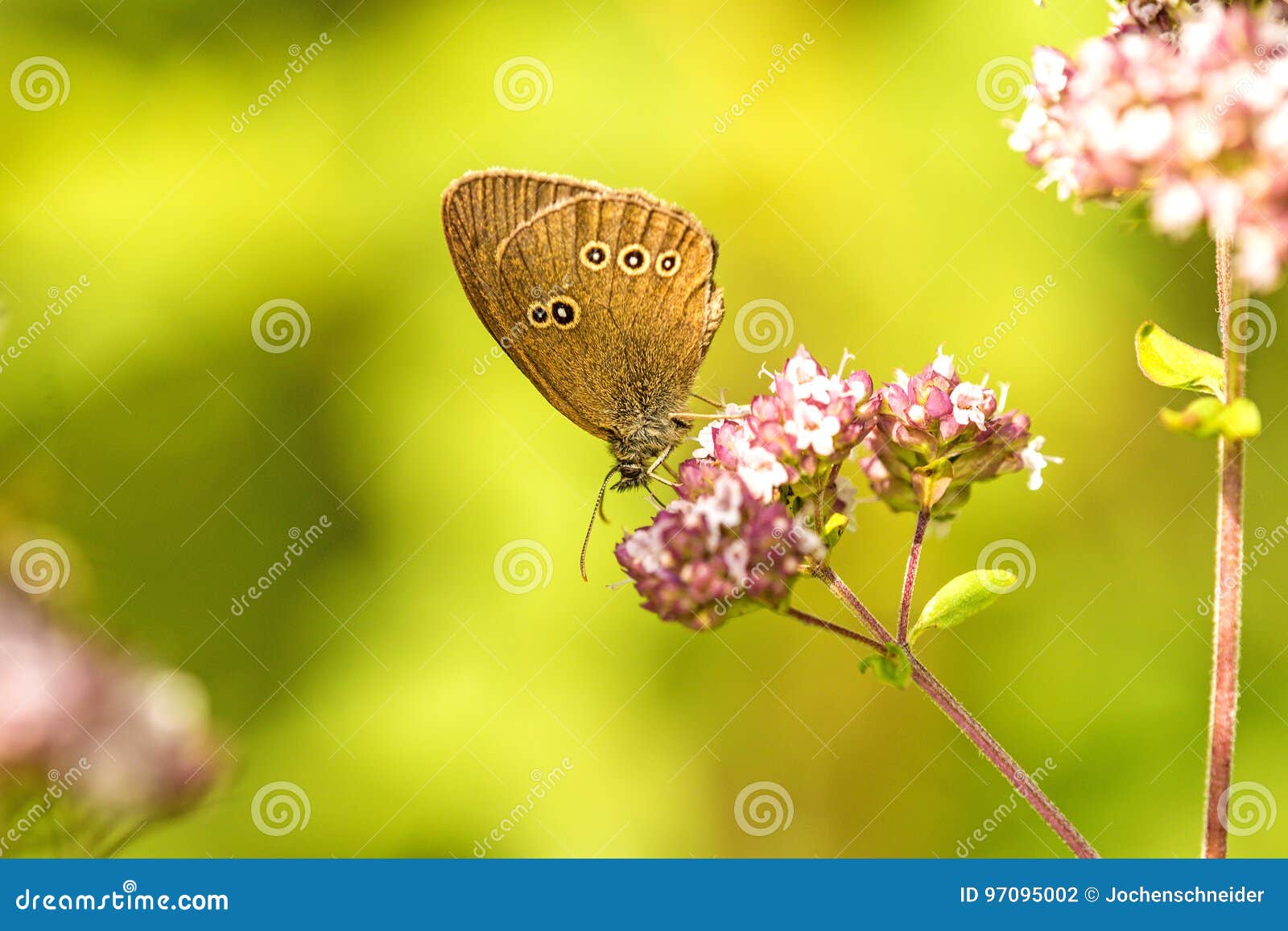Ringlet,Aphantopus Hyperantus, on a Flower Stock Photo - Image of ...
