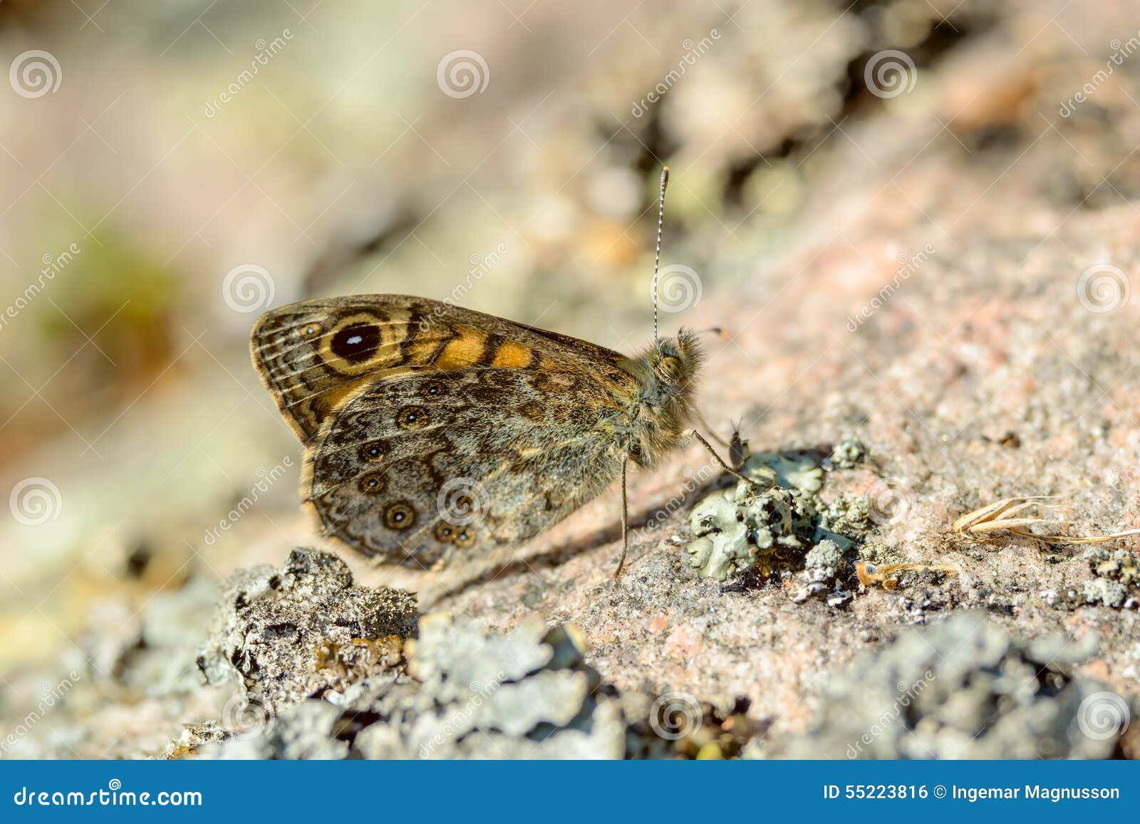 Aphantopus Hyperantus Waiting On A Leaf Royalty-Free Stock Photo ...
