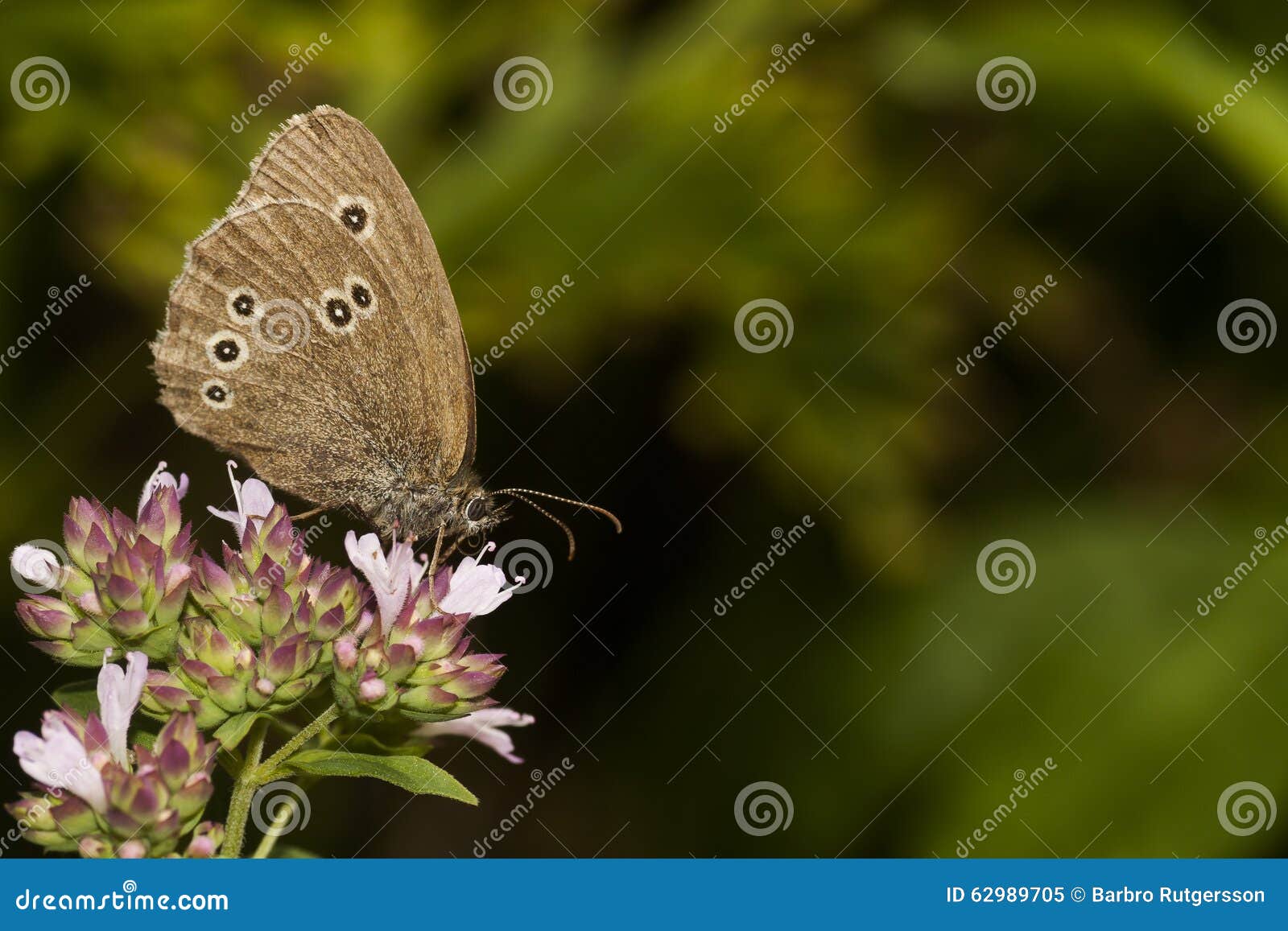 Ringlet stock image. Image of blossom, insect, nectar - 62989705