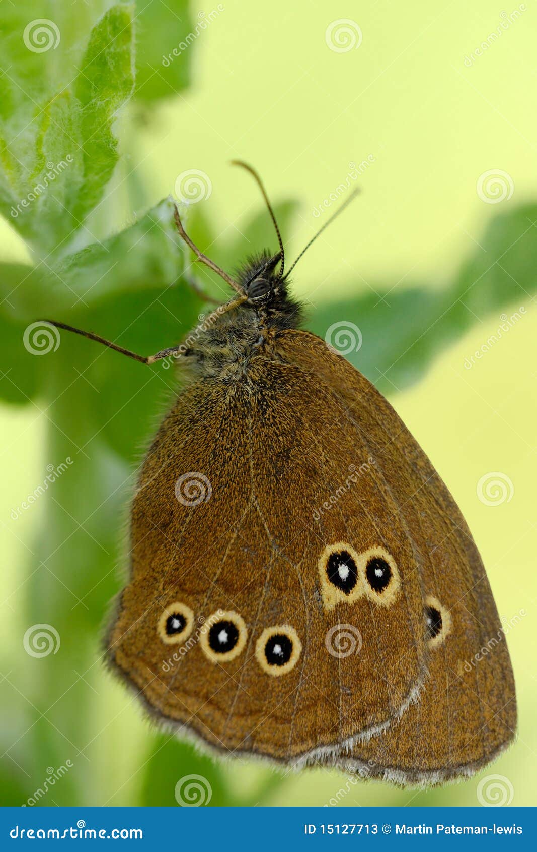 Butterfly - Ringlet (Aphantopus Hyperantus) Covered Morning Dew Royalty ...